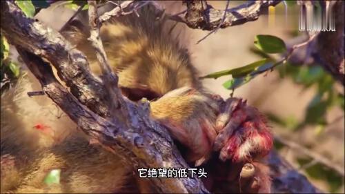 狒狒