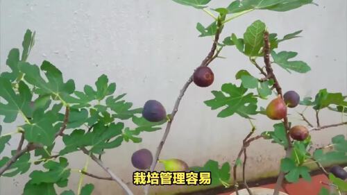 盆栽无花果多长时间会结果,如何种植无花果
