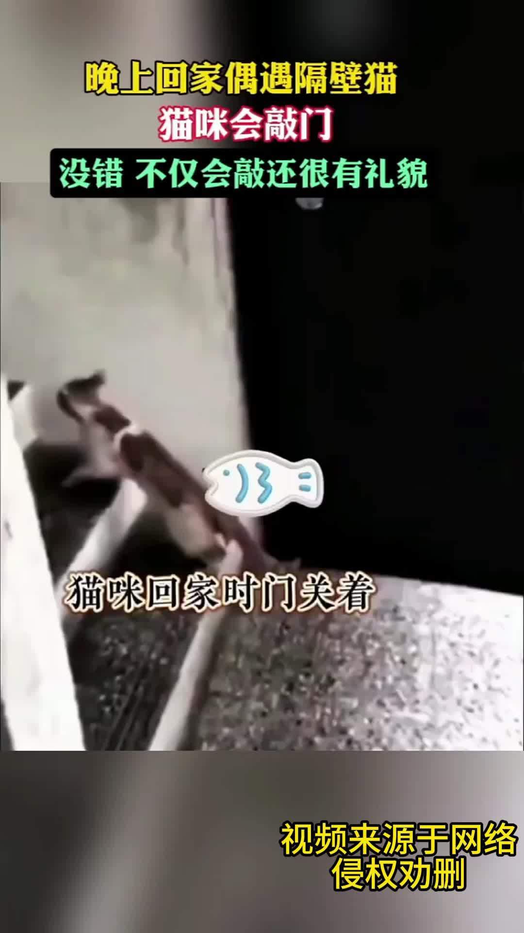 这猫咪还挺有礼貌的,还会敲门呢