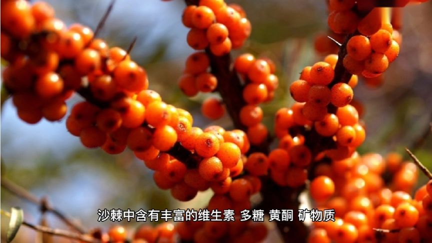 野生沙棘对肝脏的调理,都有哪些功效哪?