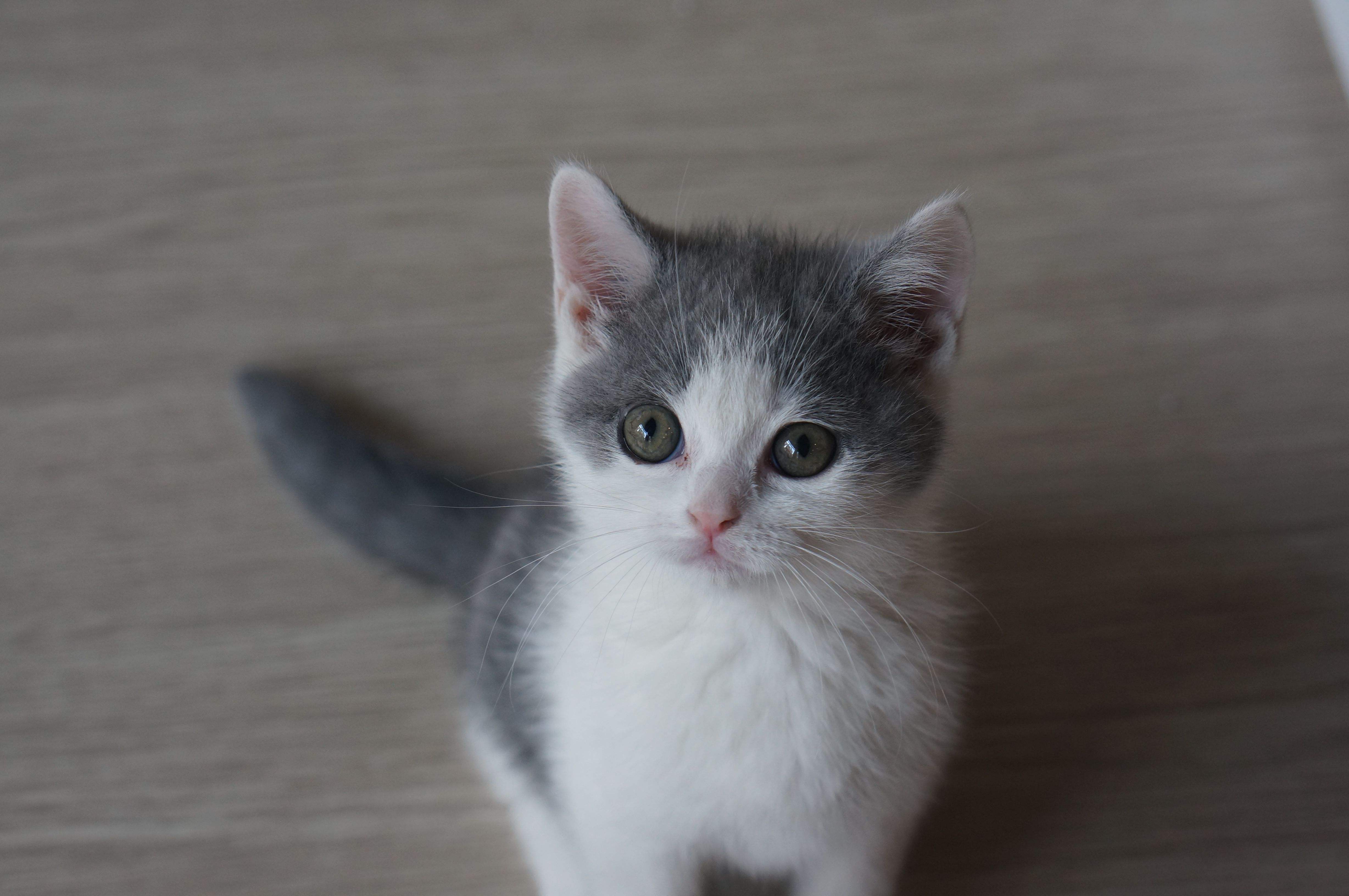 宠物猫多久打疫苗?给大家说一下