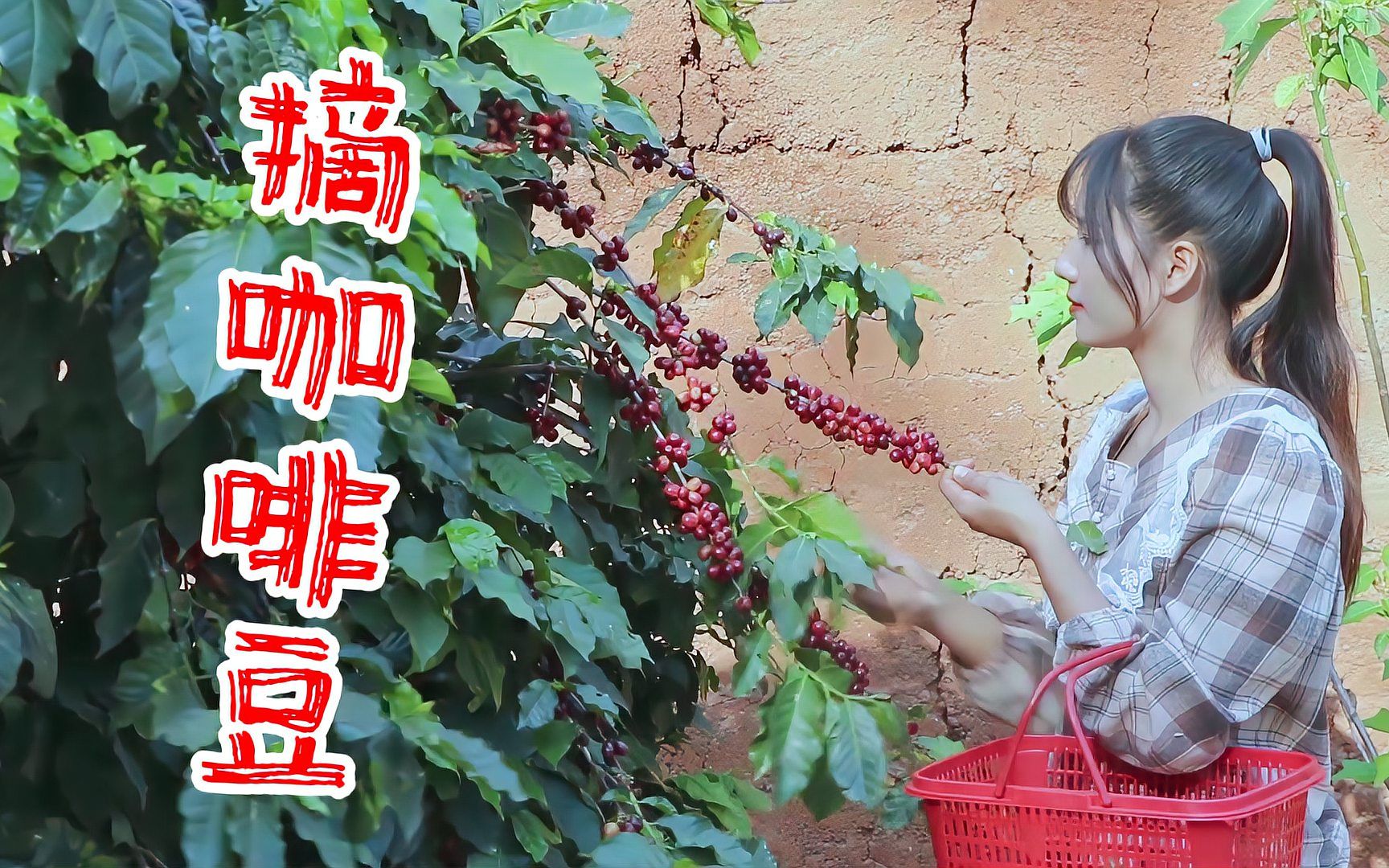 大家都看过一点到家吧,我们村也有咖啡树,自己手工磨出了的咖啡竟然...