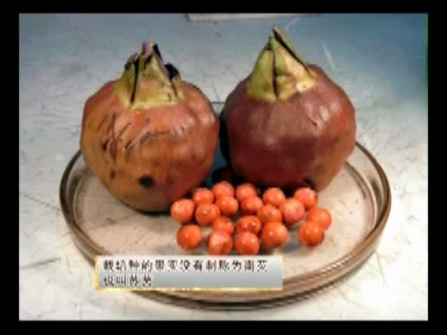 芡实种植技术 品种选择及介结 芡实栽培管理技术要点及丰收关键