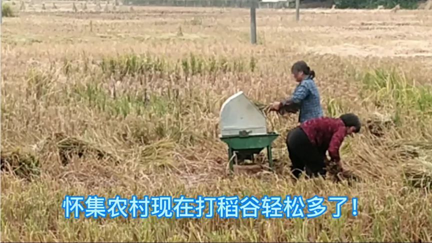 实拍怀集农村收割稻谷过程,采用最原始人工割禾,真辛苦!