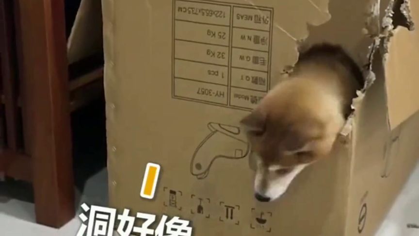 铲屎官:你是柴宝宝?还是蚕宝宝?