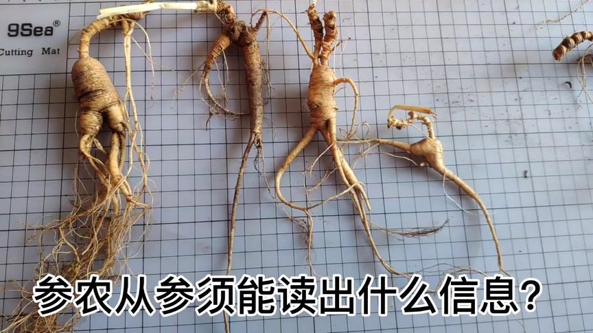 人参从“须”能解读出什么信息?大李告诉你~