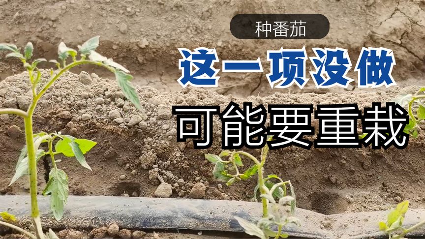 番茄移栽后,可不止浇水那么简单,这一项做不好,有可能要重栽