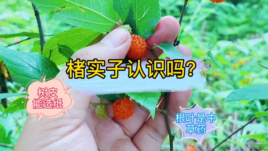 这种中草药,红的很抢眼,活了30多岁才知道它的作用
