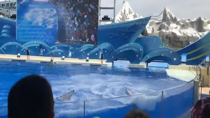 上海野生动物园的水上动物表演
