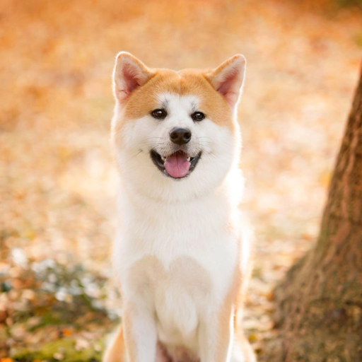 坦克世界狗哥 