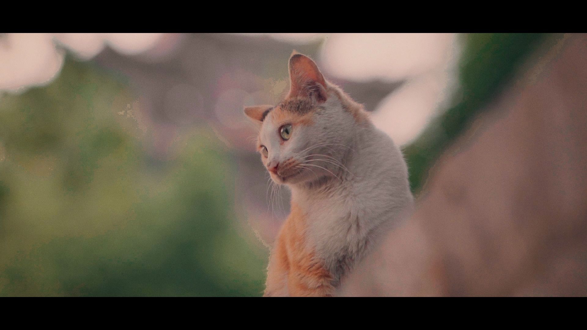 夏天的风,温柔地吹向等待着武汉的你 - DJI大疆创新用户作品