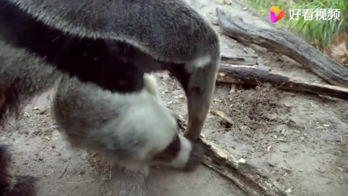 它们就像是一台,消灭昆虫的吸尘器,它们什么昆虫都吃