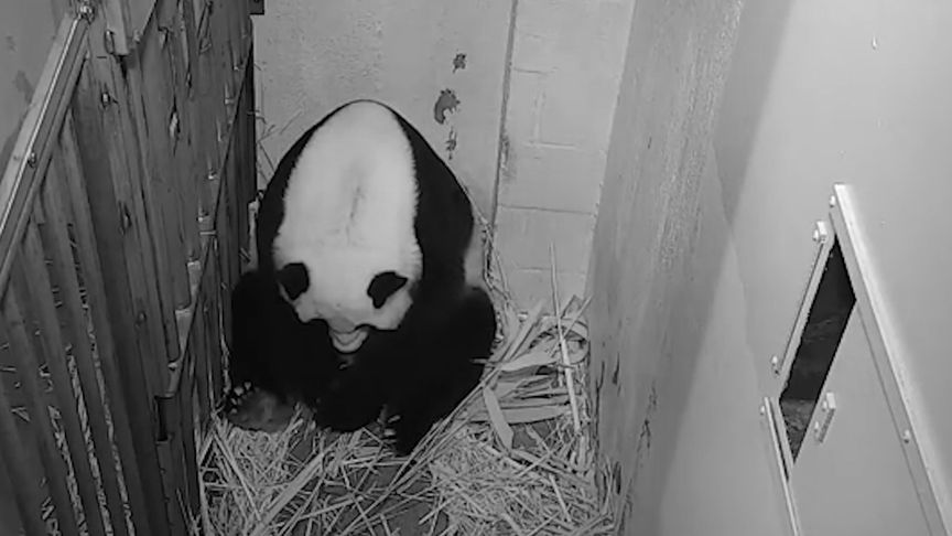 旅美大熊猫美香产下幼崽:初生宝宝“咩咩”叫超可爱