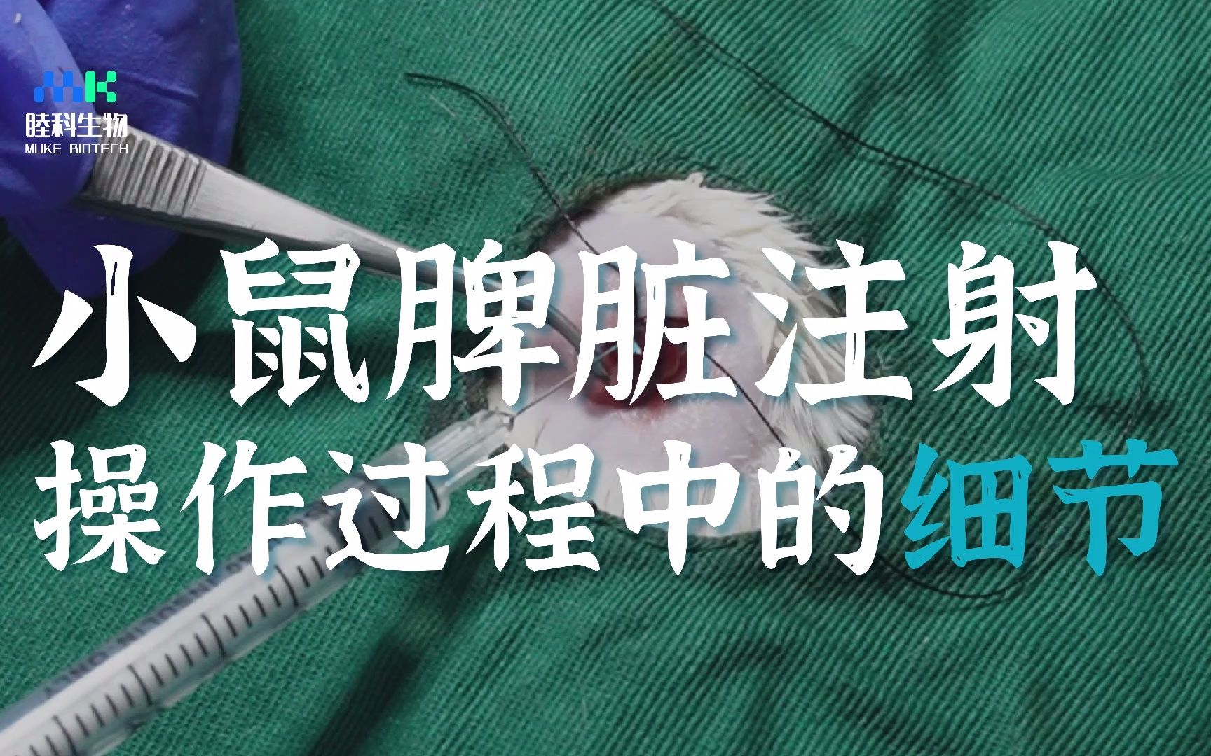 动物实验 | 小鼠脾脏注射操作和过程细节