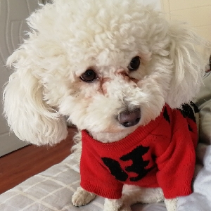 大大大大川丶 