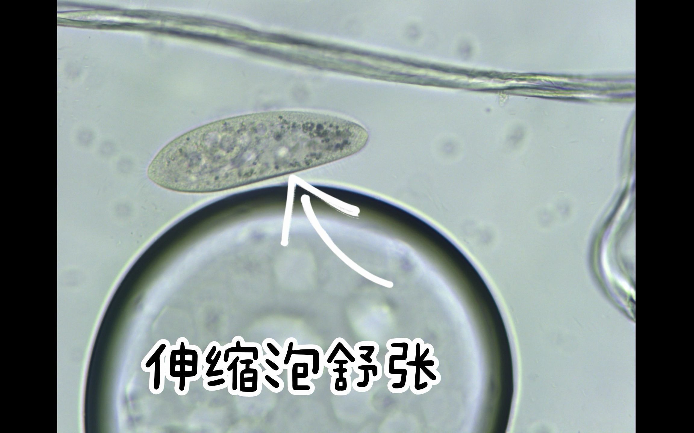 【动物学】第二次实验(1)草履虫的伸缩泡