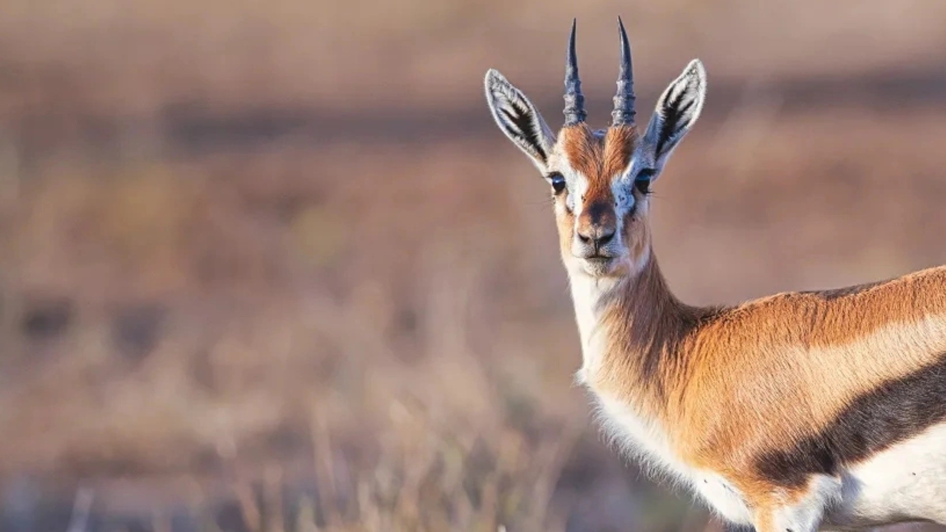 政府工作报告中的新词"瞪羚企业",是什么意思?