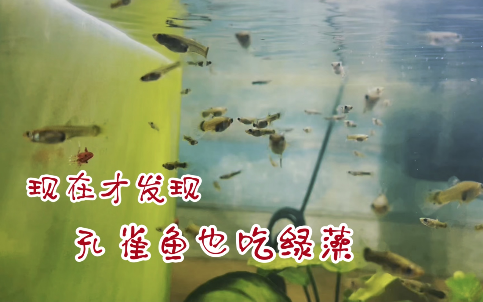 养了孔雀鱼这么长的时间,我现在才发现孔雀鱼也喜欢吃绿藻