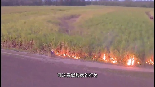 他放下心中的犹豫,点燃甘蔗地,结果却让他赚得意外财富!