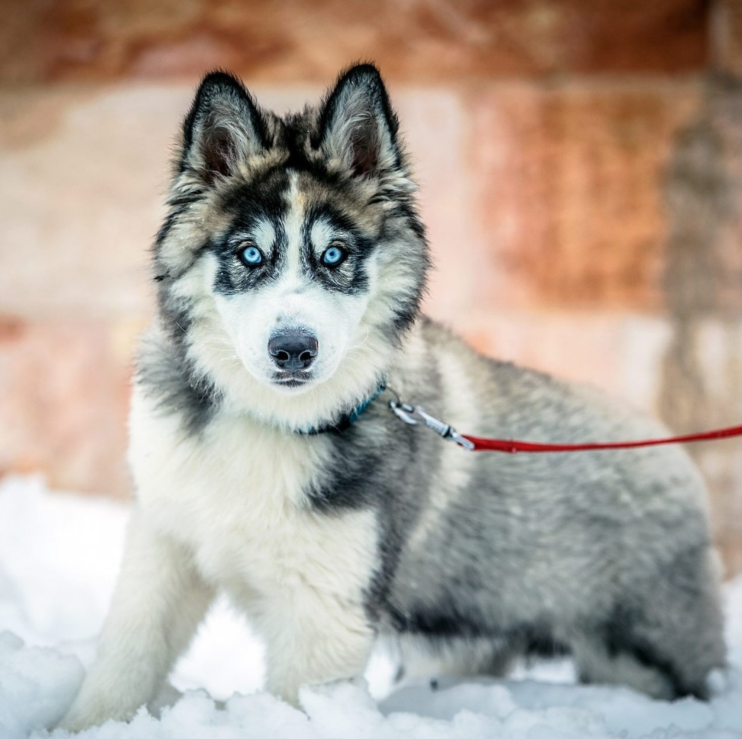 小镇青年安东尼 