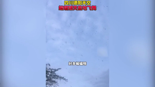 四川地震早有征兆?大量蝙蝠群现身绵竹上空,动物也能预测地震?