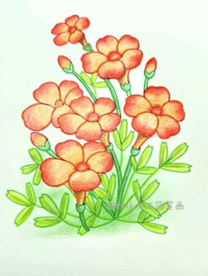 ...觉得很漂亮就画下来 有知道叫什么名字吗?#简易花草画法 #小野花 #...