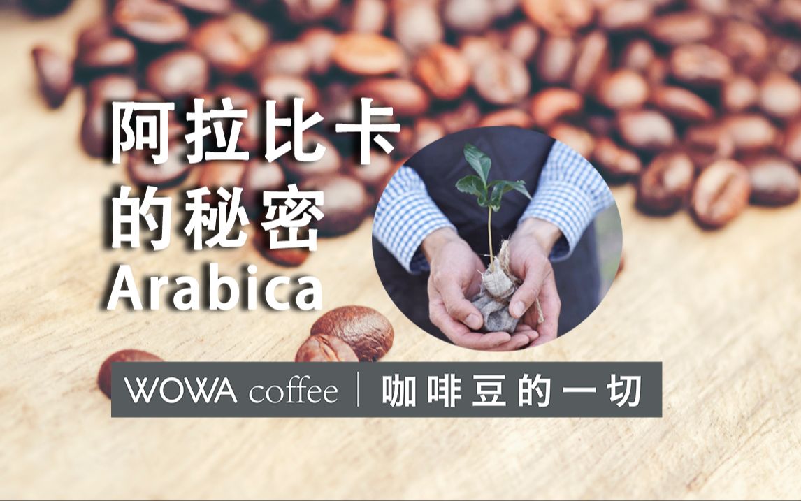 你不知道的阿拉比卡咖啡豆