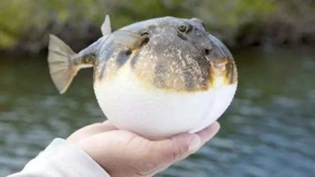 河豚毒素到底多厉害?这组实验告诉你答案,真可怕!