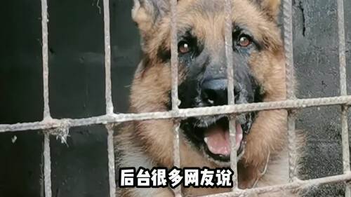西德牧大战DDR犬,猛犬对决,东德牧羊犬表现令人意外