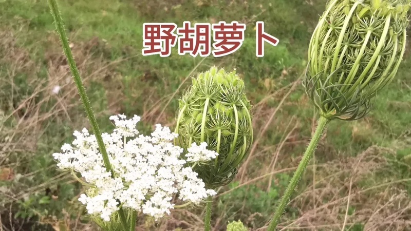 野胡萝卜不是蛇床子,比家胡萝卜更有营养价值 #野胡萝卜