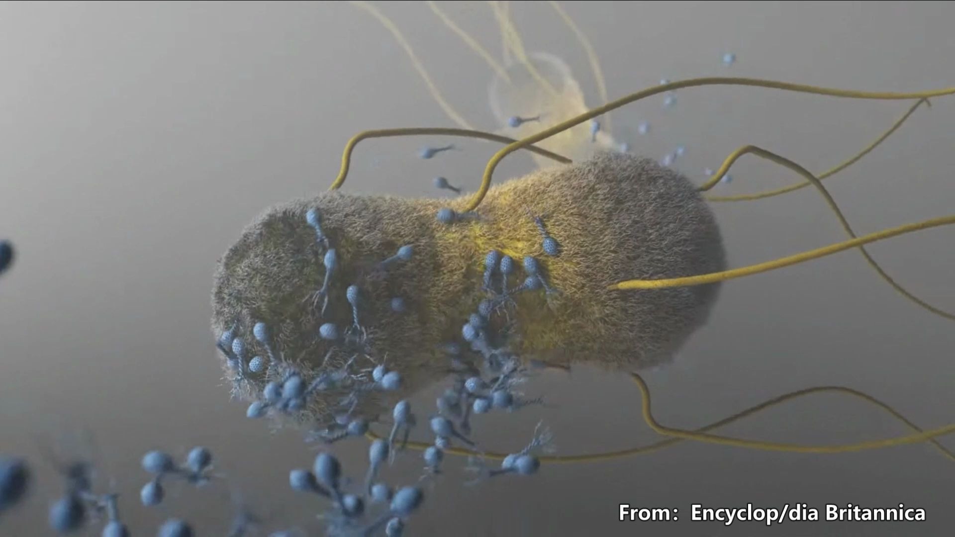 科学家发现大量病毒,专杀细菌,模糊了生命与非生命的界限