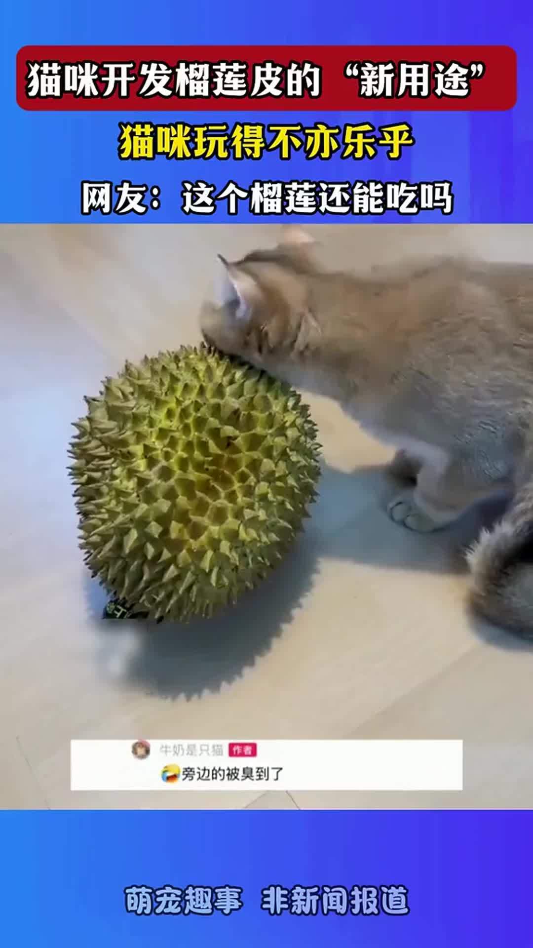 猫咪开发榴莲皮新用途,玩得不亦乐乎