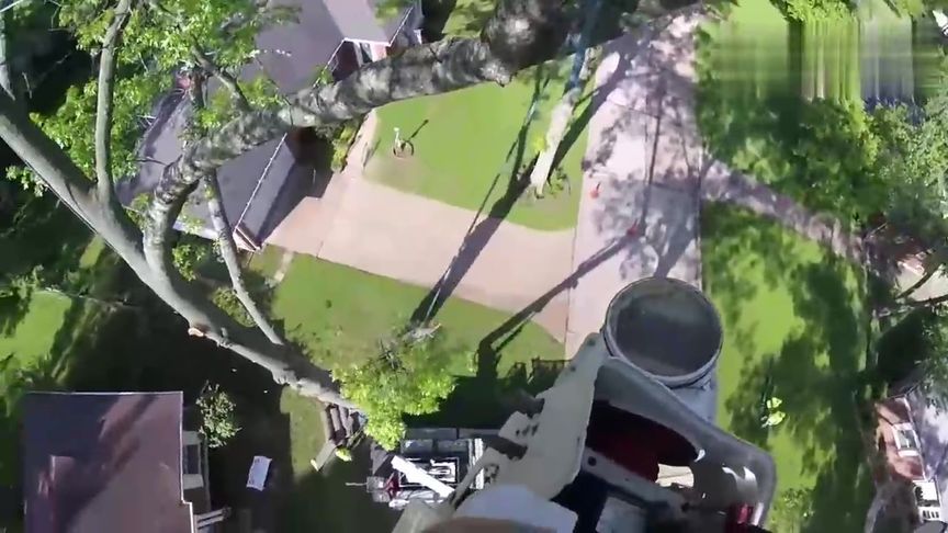 实拍美国大型树木砍伐全过程,干净利索!