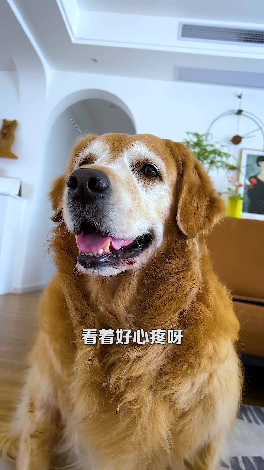 狗狗居然会上马桶上厕所真是牛了!