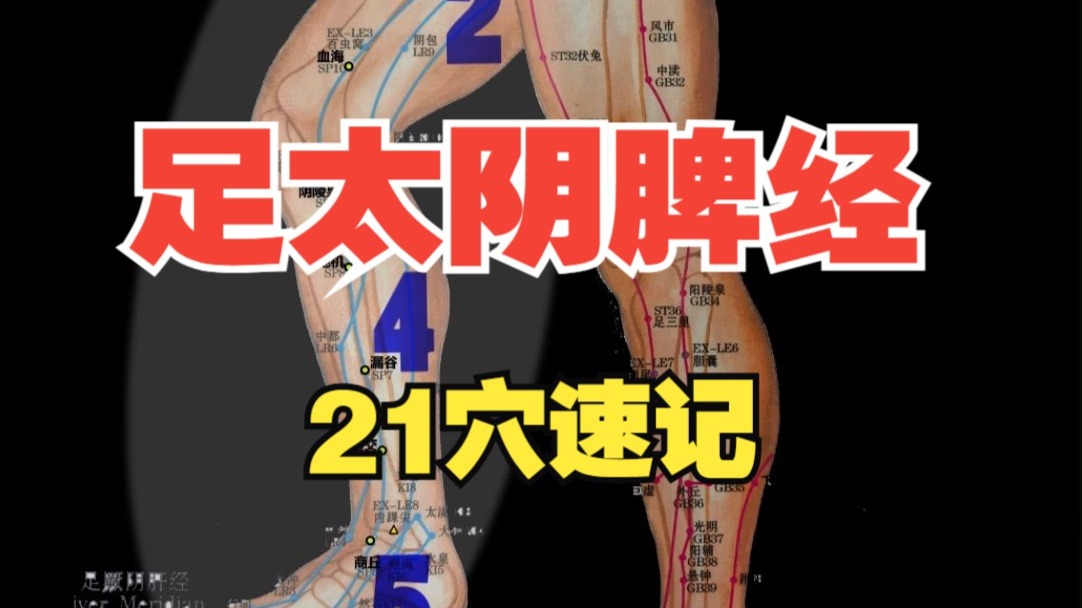 04足太阴脾经21穴速记