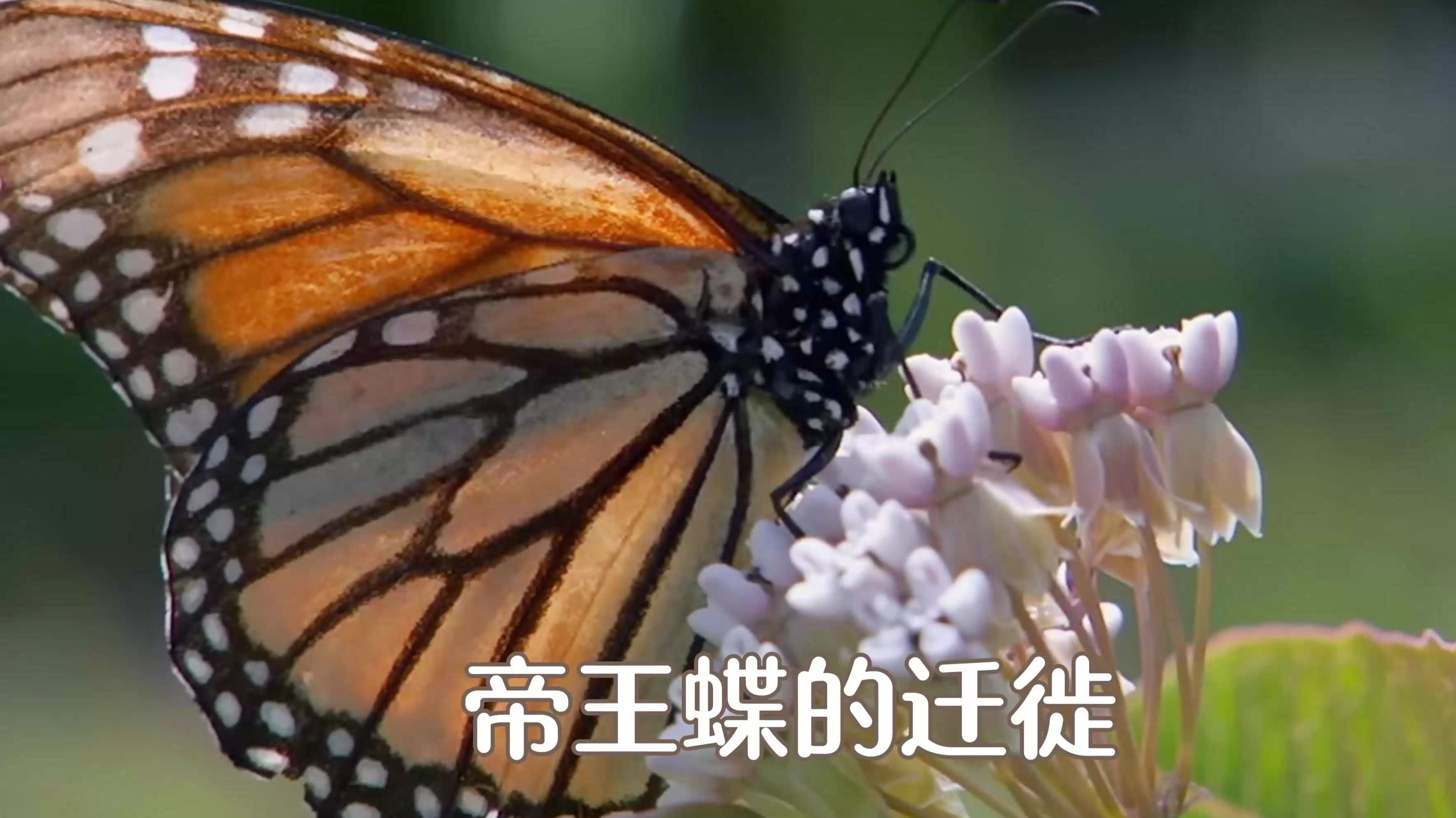 用翅膀丈量天地:帝王蝶的壮丽迁徙