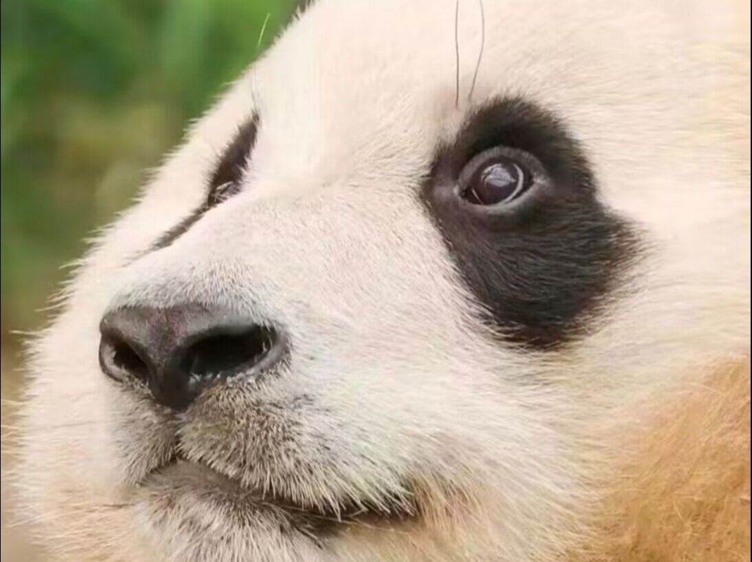 乐宝:我那熊生素未谋面的女儿福宝,回家闯荡去吧!