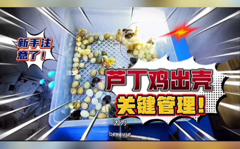 芦丁鸡养殖新手必看,刚出壳的芦丁鸡千万不要动,不要喂水喂料!