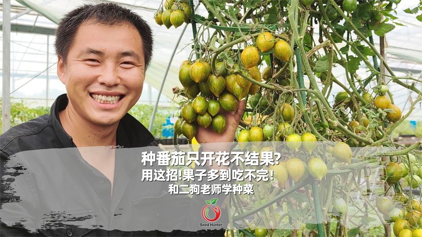 种番茄只开花不结果?用这招!果子多到吃不完!