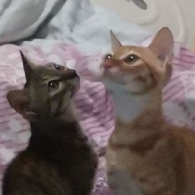 1688胖猫 