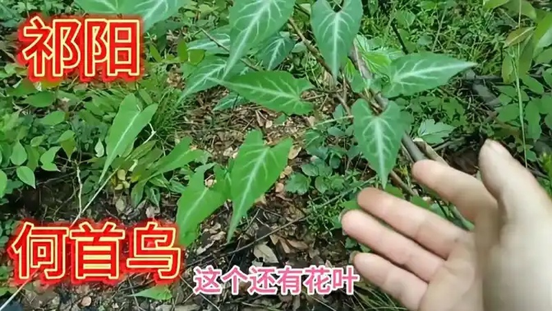 祁阳发现何首乌,小六现场教大家辨认,快来看