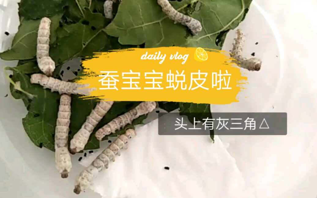 【蚕宝宝观察日记】蜕皮啦!退完皮的蚕胖如猪,up频频翻车( '-ωก̀ )