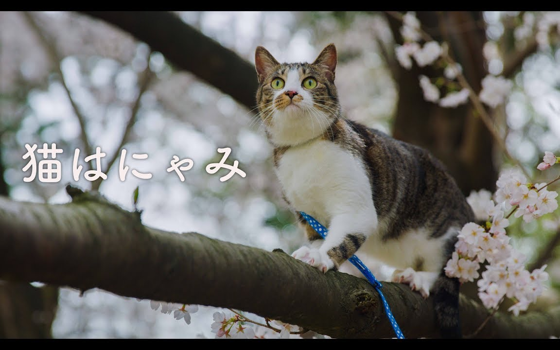 猫咪 X 樱花 8K 视频 喵~ 猫はにゃみ Sakura Cat