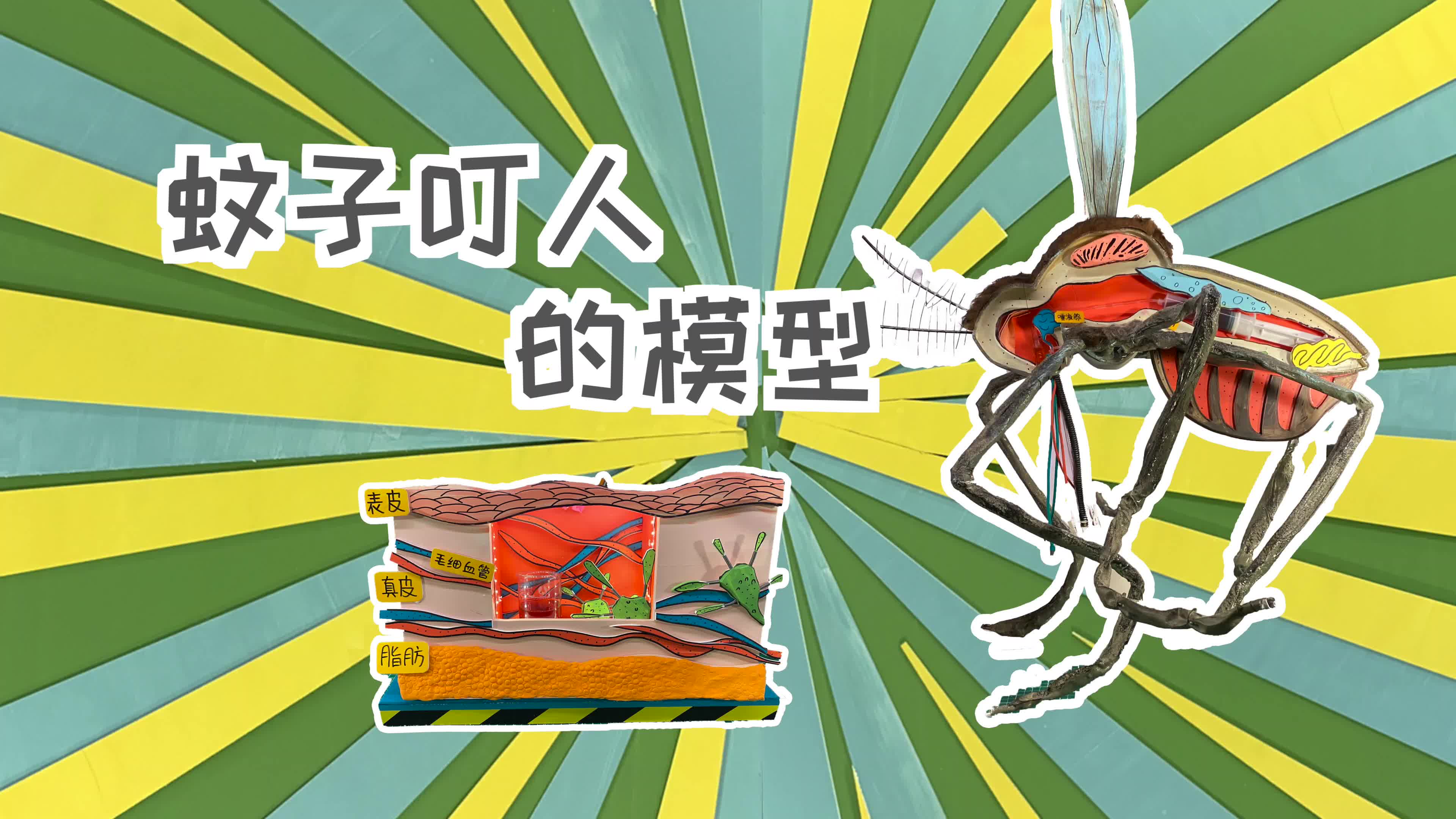 【模型师老原儿】模型拆解蚊子吸血全过程!前所未有～速来围观!