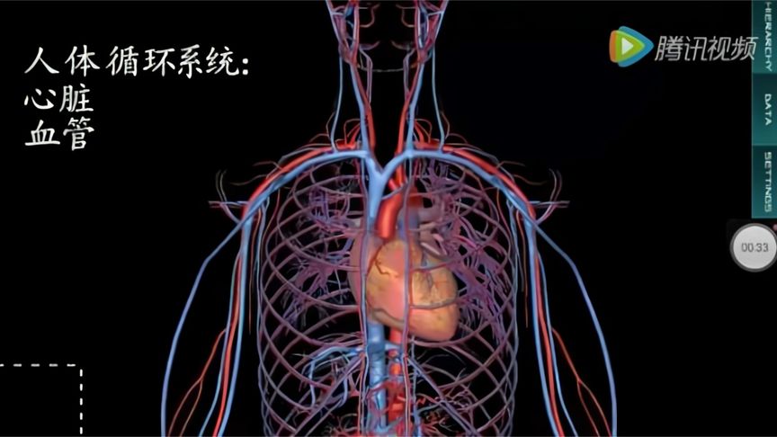 动画演示人体血液循环