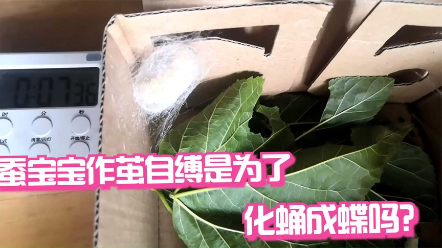 儿子养的蚕宝宝作茧了,当蚕在蚕茧里扭曲身体吐丝是什么想法呢?
