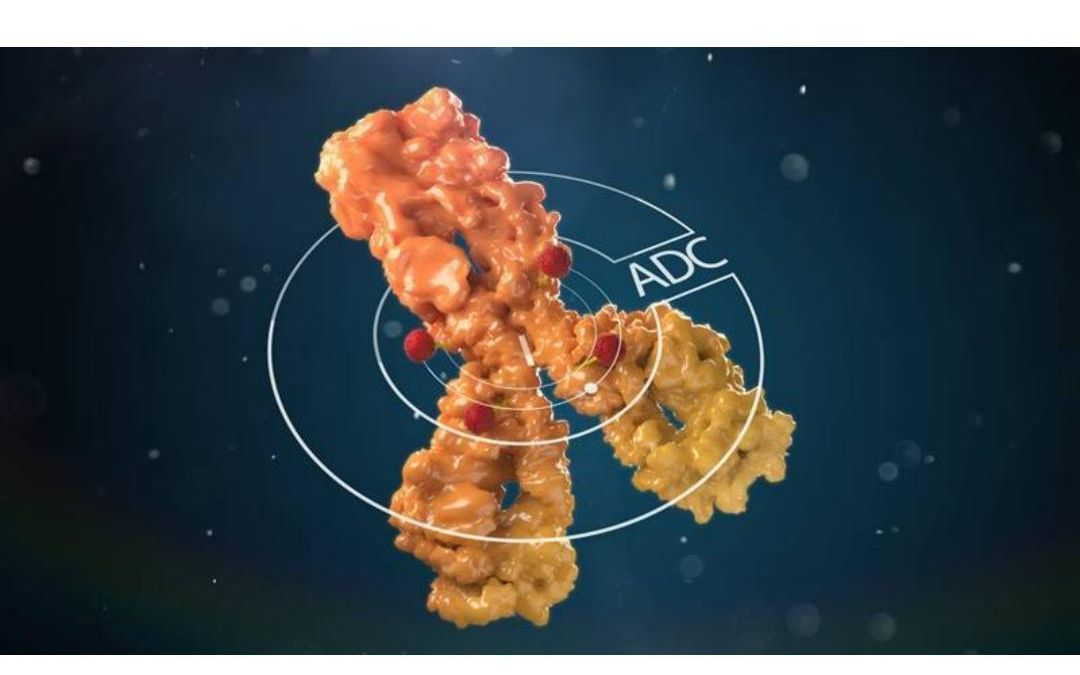 抗体偶联药物ADC专题解析