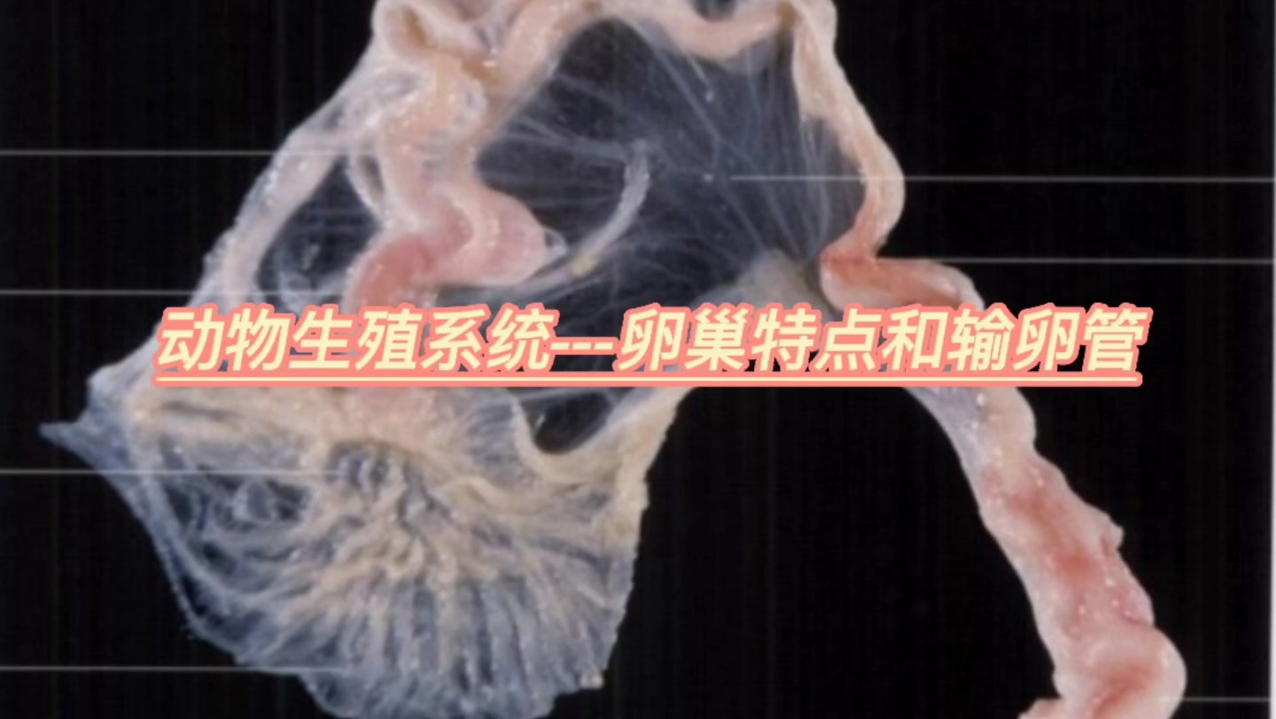 动物生殖系统---卵巢特点和输卵管