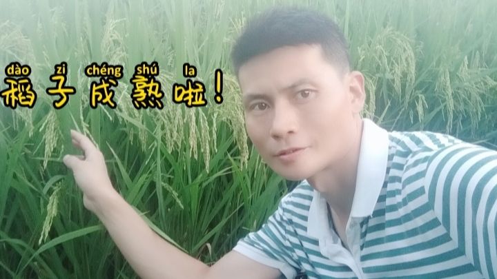 稻子快成熟啦,长得怎么样呢?一起看看吧
