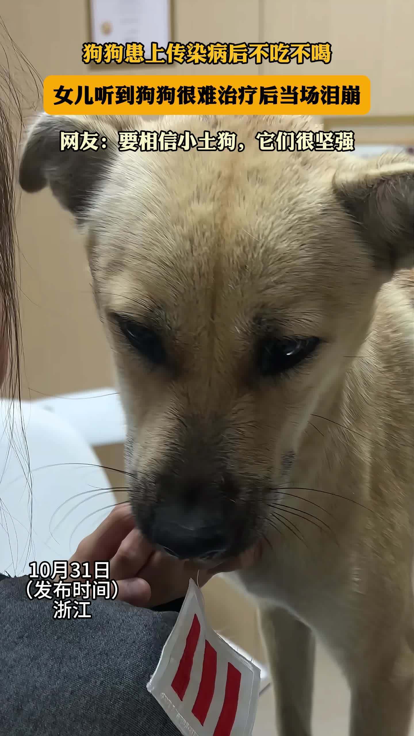 狗狗患上传染病后不吃不喝,女儿听到狗狗很难治疗后当场泪崩